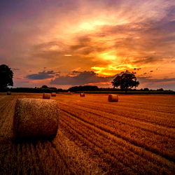 Hannah Farm - The Ultimate Entertainment Hub